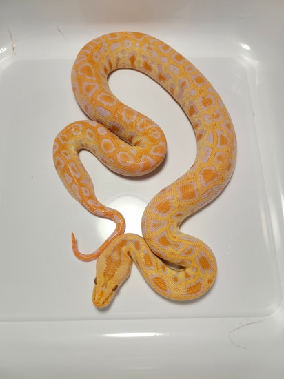 Albino Het. Patternless, Granite Burmese Python by AVS Herpetology