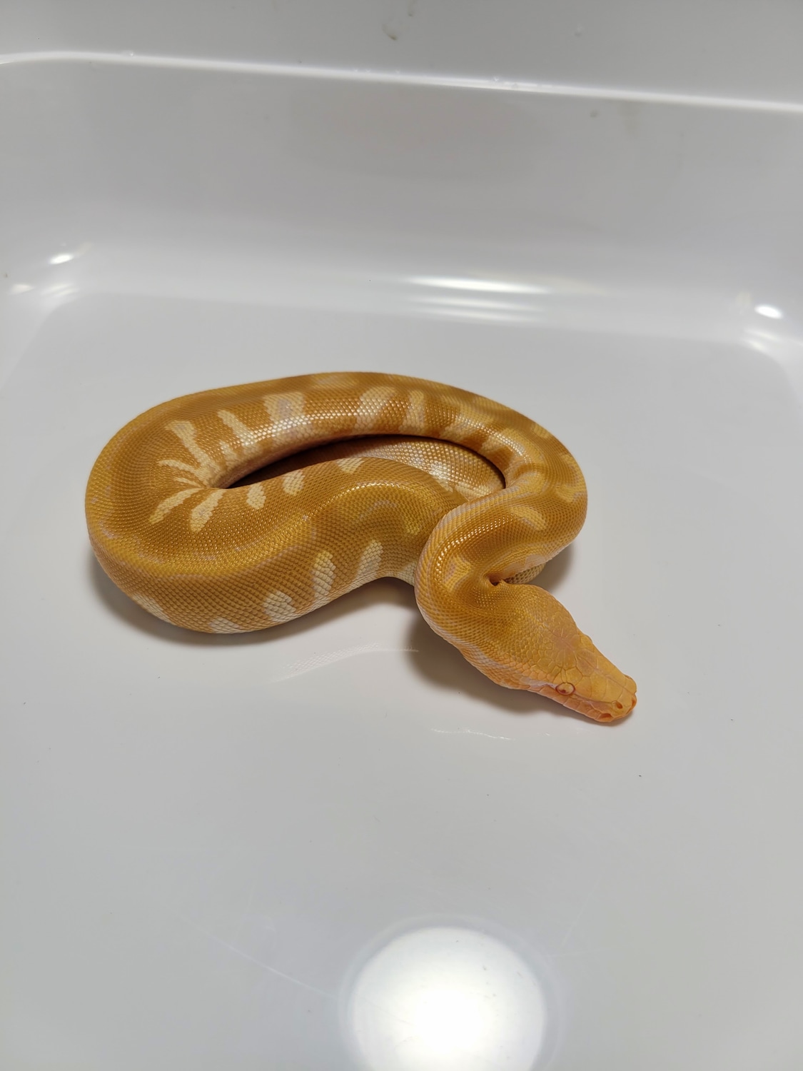 T-negative Blood Python by AVS Herpetology - MorphMarket