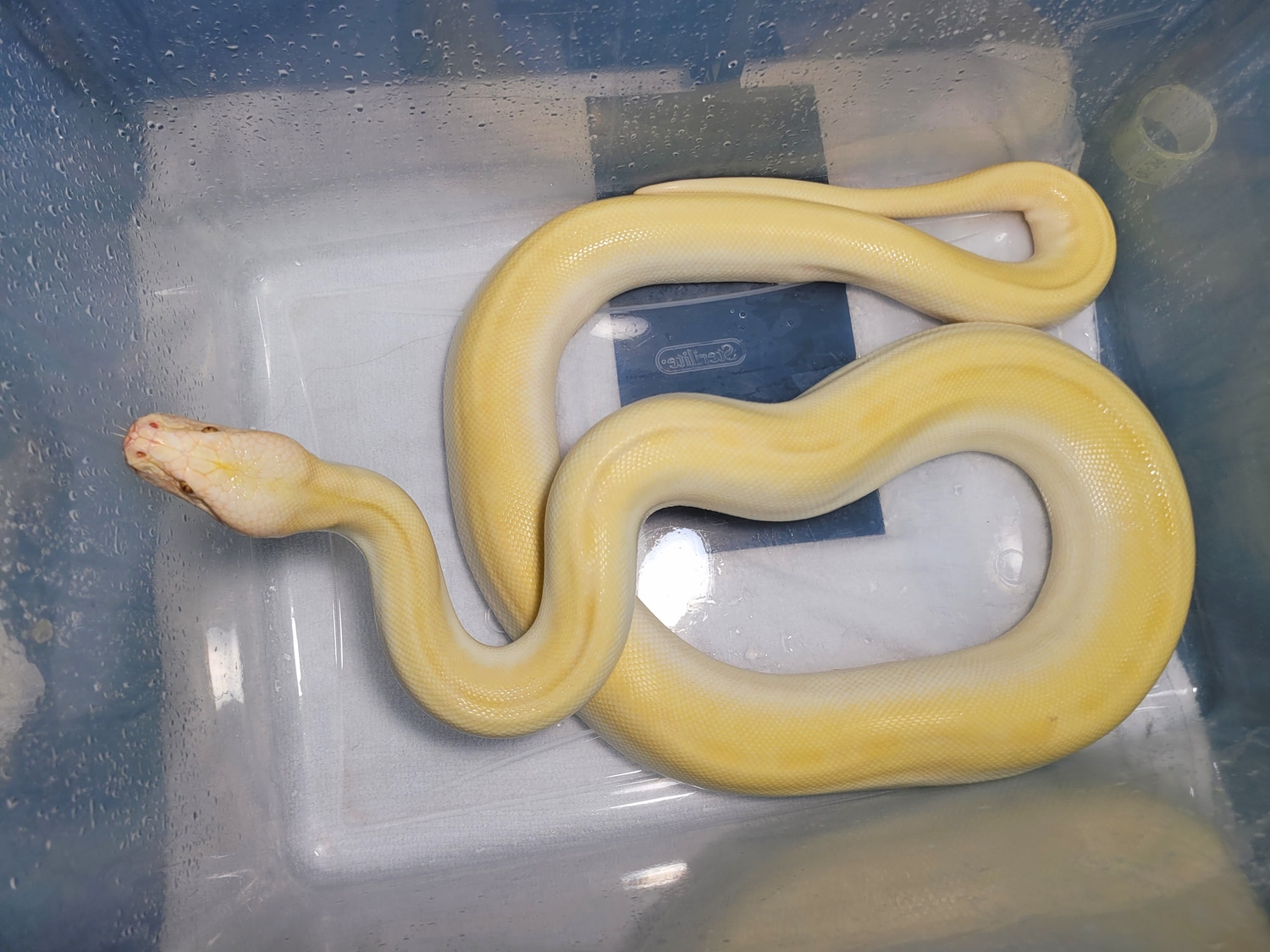 Hypo, Albino, Patternless, 100% Granite Burmese Python by AVS ...