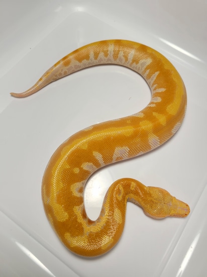 T-Negative Blood Python by AVS Herpetology