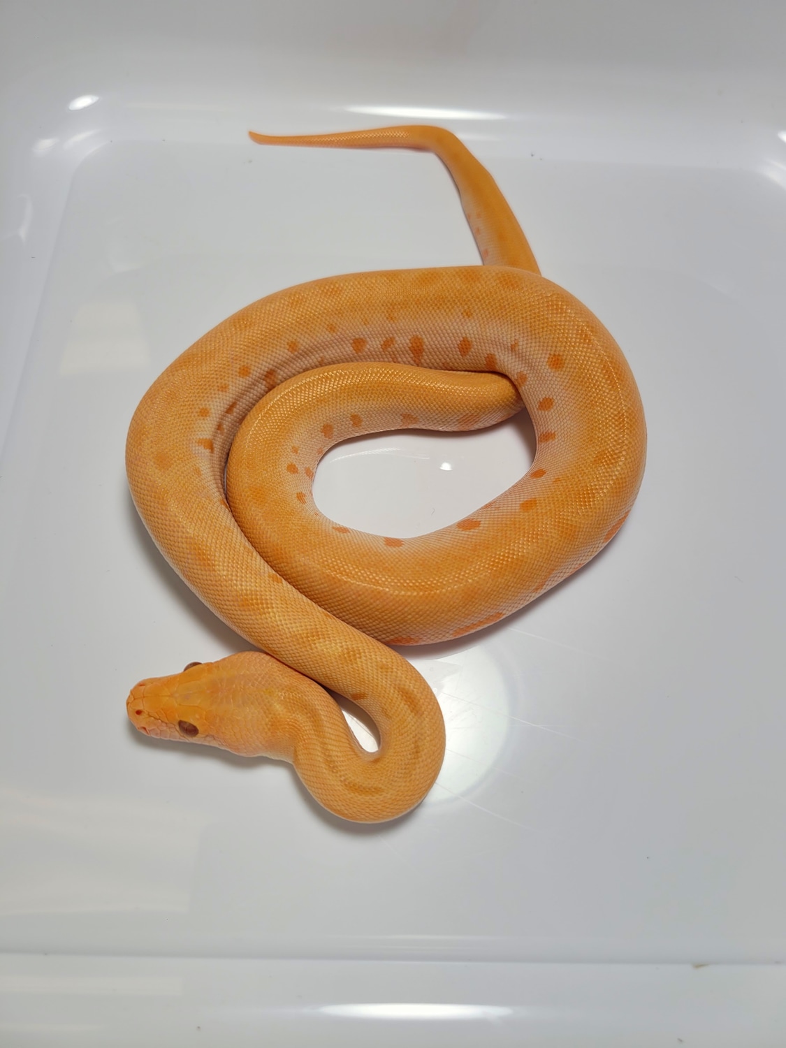 Albino, Patternless Het Granite Burmese Python by AVS Herpetology ...