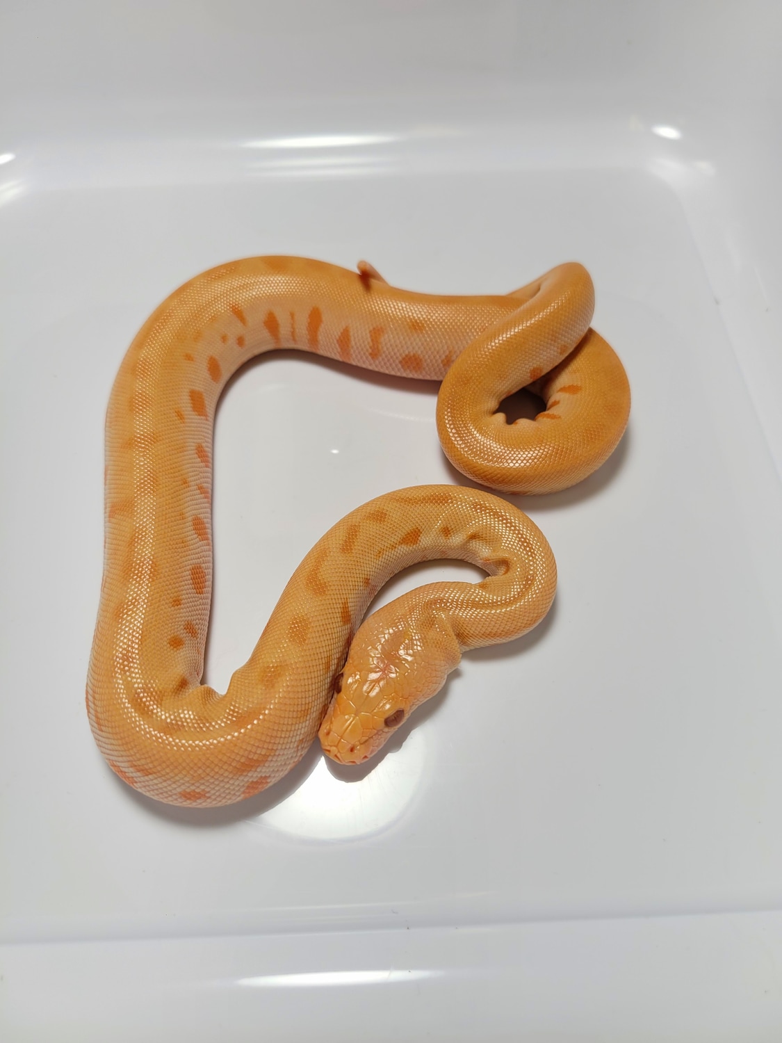 Albino, Patternless Het. Granite Burmese Python by AVS Herpetology ...