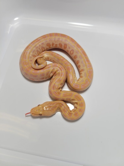 Pearl Het Granite/Patternless Burmese Python by AVS Herpetology
