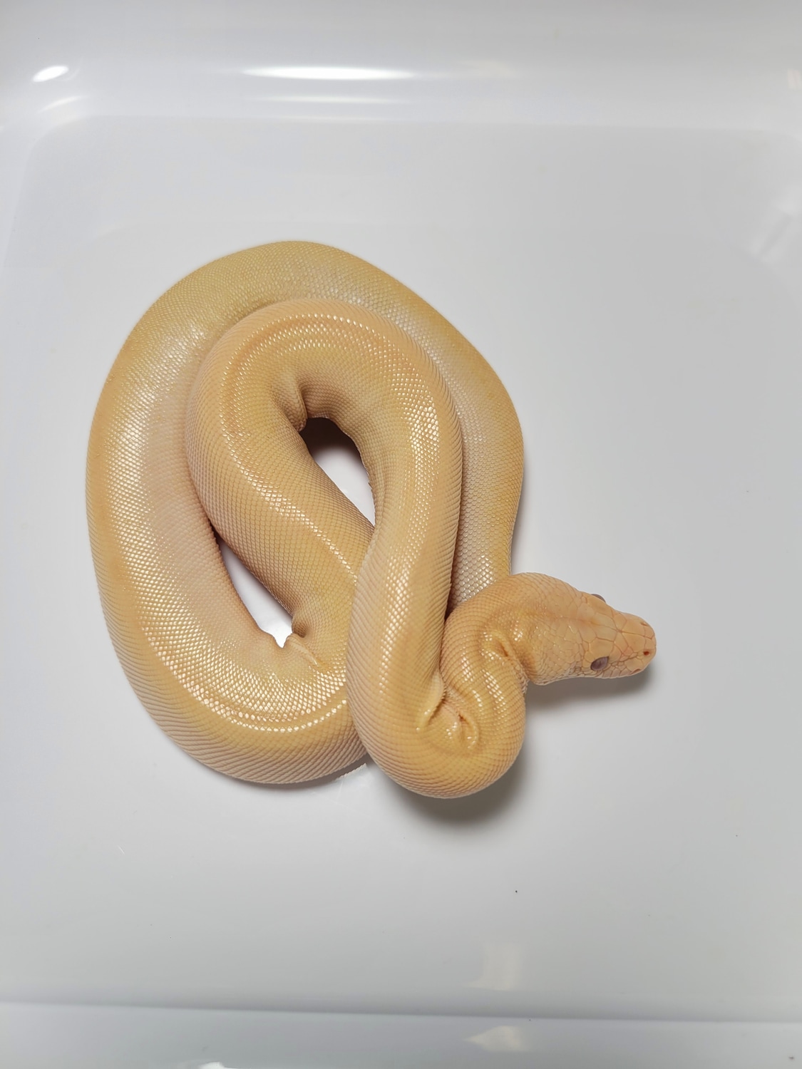 Hypo, Albino, Patternless, Het Granite Burmese Python by AVS ...