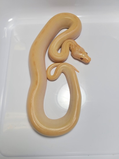 Pearl, Patternless, Het Granite Burmese Python by AVS Herpetology