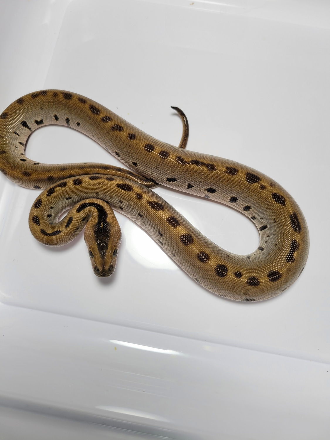 Patternless, 2xHet Alb/Gran Burmese Python by AVS Herpetology - MorphMarket