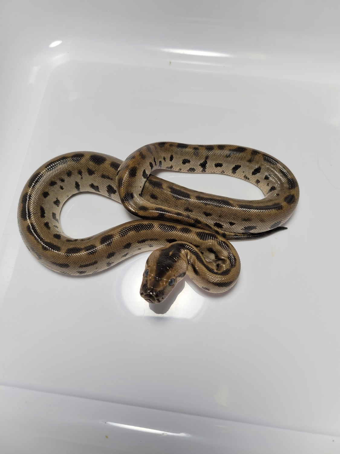 Patternless 2xHet Alb/Gran Burmese Python by AVS Herpetology - MorphMarket
