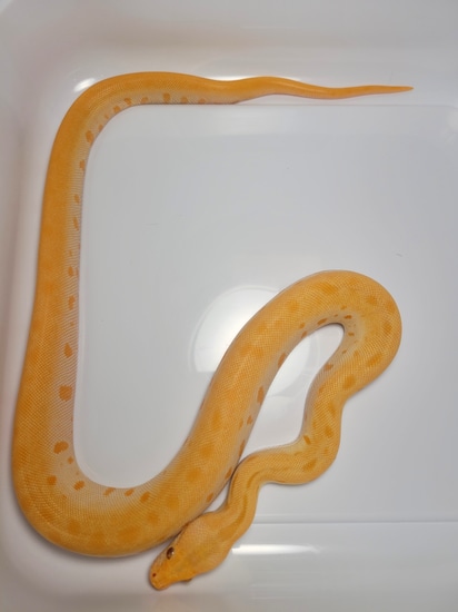 Albino, Patternless Het Granite Burmese Python by AVS Herpetology
