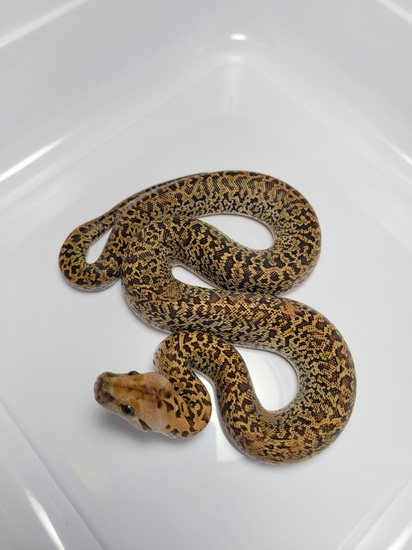 Granite Het. Albino, Patternless Burmese Python by AVS Herpetology