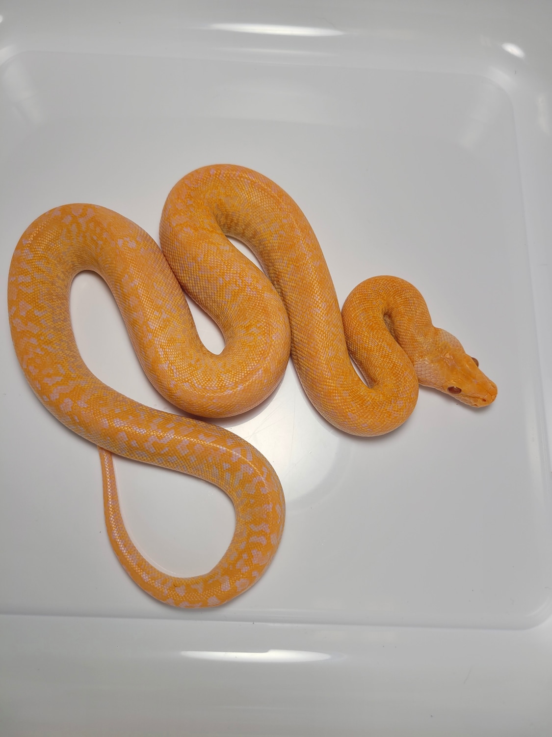 Granite Albino Het Patternless Burmese Python by AVS Herpetology ...