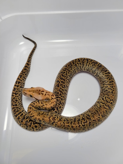 Granite Het Albino, Patternless Burmese Python by AVS Herpetology