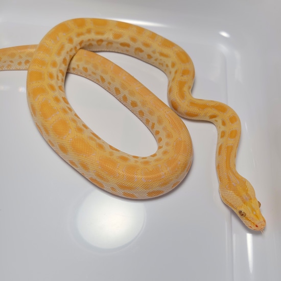Pearl Het Granite/Patternless Burmese Python by AVS Herpetology