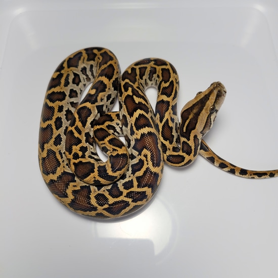 Triple Het Burmese Python by AVS Herpetology