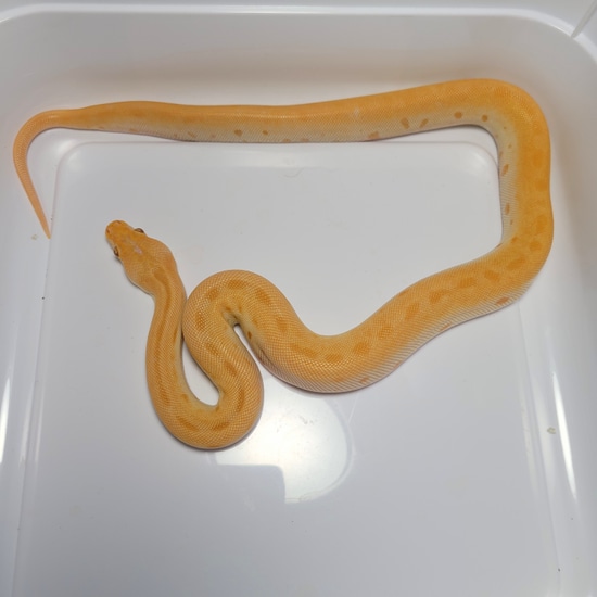 Albino, Patternless 100% Granite Burmese Python by AVS Herpetology
