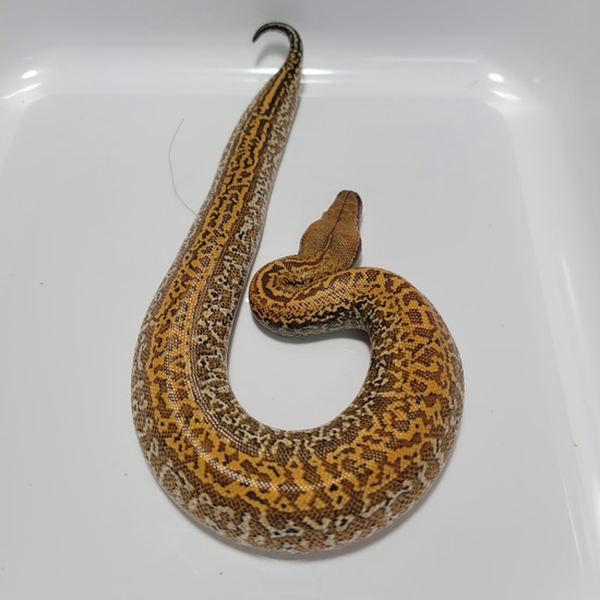 Matrix Batik 66% T- Blood Python by AVS Herpetology