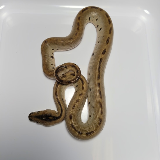 Patternless 100 Het. Albino/Granite Burmese Python by AVS Herpetology