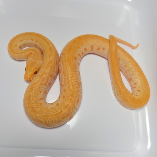 Albino Patternless 100 Het. Granite Burmese Python by AVS Herpetology