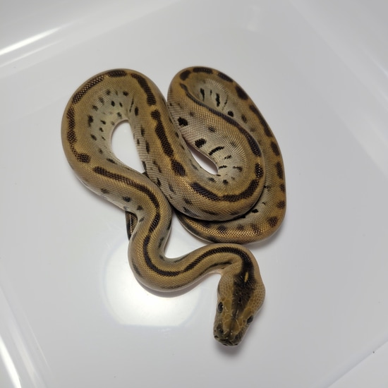 Patternless 100 Het. Albino/Granite Burmese Python by AVS Herpetology