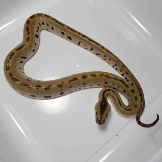 Patternless 100 Het. Albino/Granite Burmese Python by AVS Herpetology