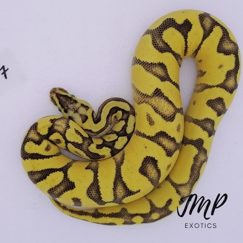 CB 23 Enchi Pastel Fire Gravel OR Yellowbelly 50% Het Hypo Ball Python ...