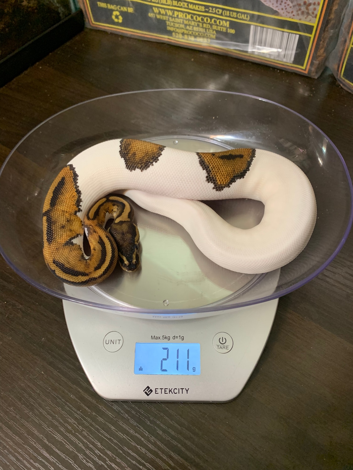 Pied 50% Het Candy 50%het Albino Ball Python by Snake Papa Exotics LLC ...