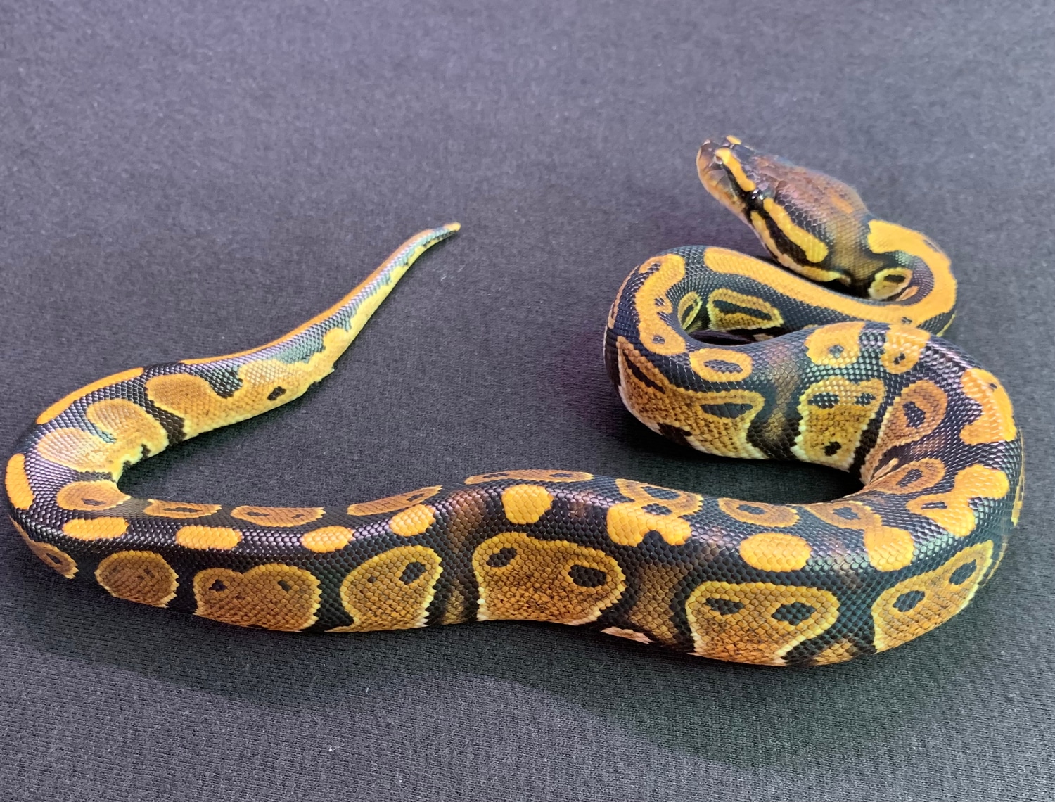 Het Pied, 50%het Candy, Dinker Ball Python by Snake Papa Exotics LLC ...