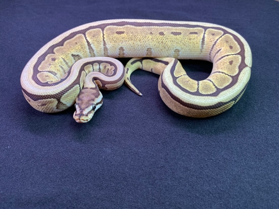 Mojave Spinner Ball Python by Snake Papa Exotics LLC