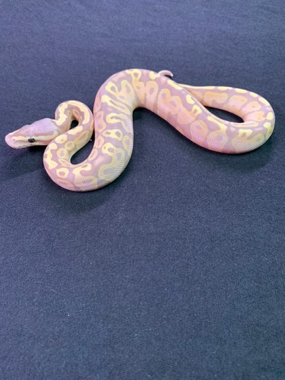 Pastel Banana Sugar Ball Python by Snake Papa Exotics LLC