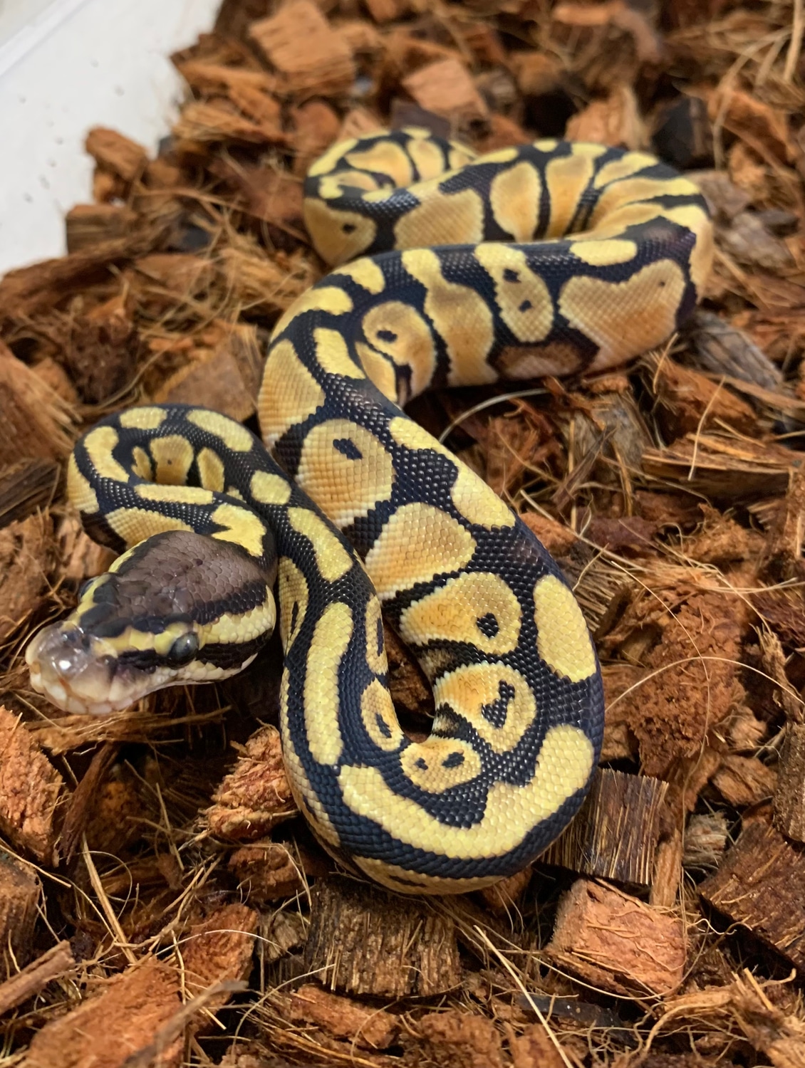 Pastel 66% Het Clown Ball Python by Snake Papa Exotics LLC - MorphMarket