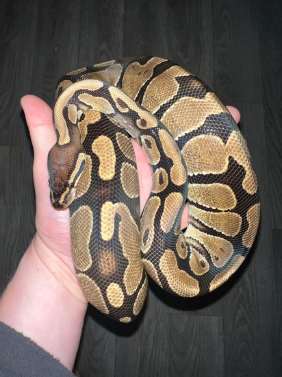 Normal Het Sunset Ball Python by Bb4 exotics