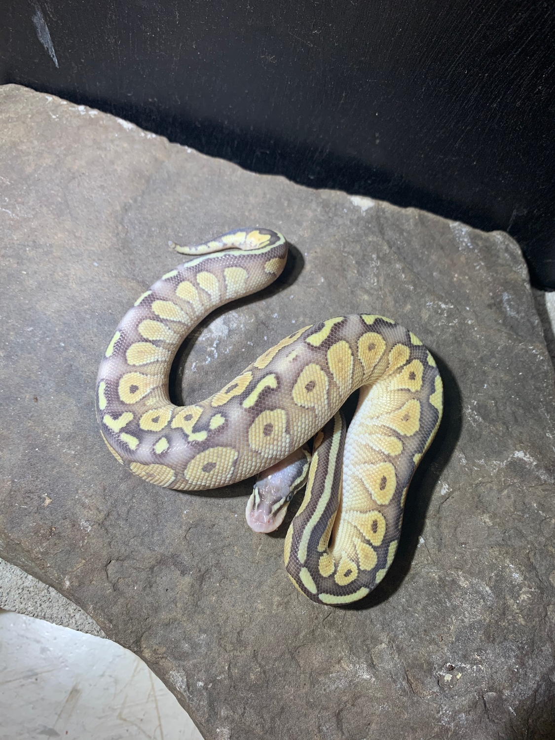 Pewter Lesser 100% Het Ghost Ball Python by Pythonbros - MorphMarket