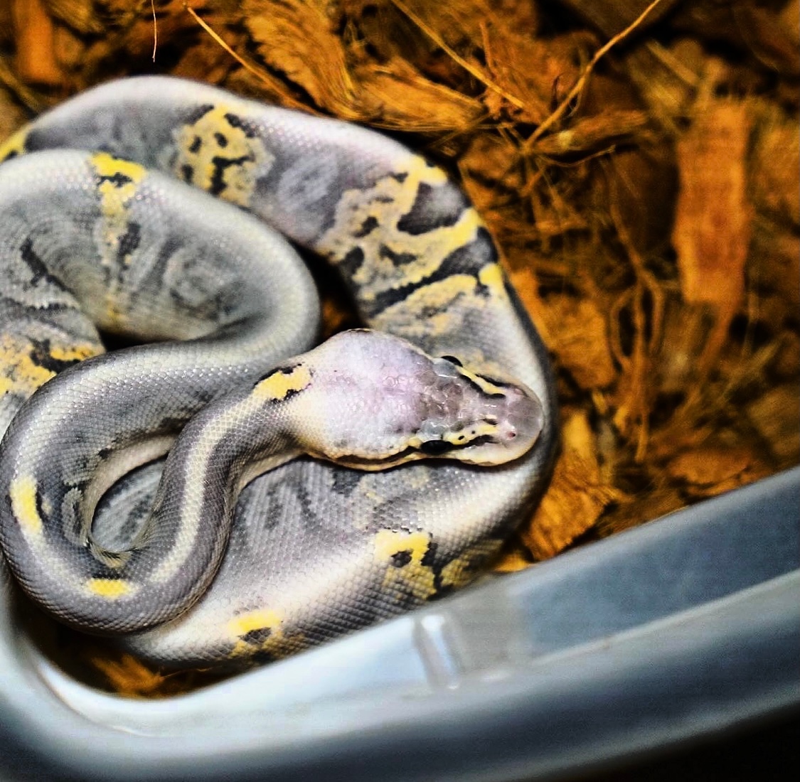 Paradox Super Pastel Orange Dream Silver Streak Ball Python by ...