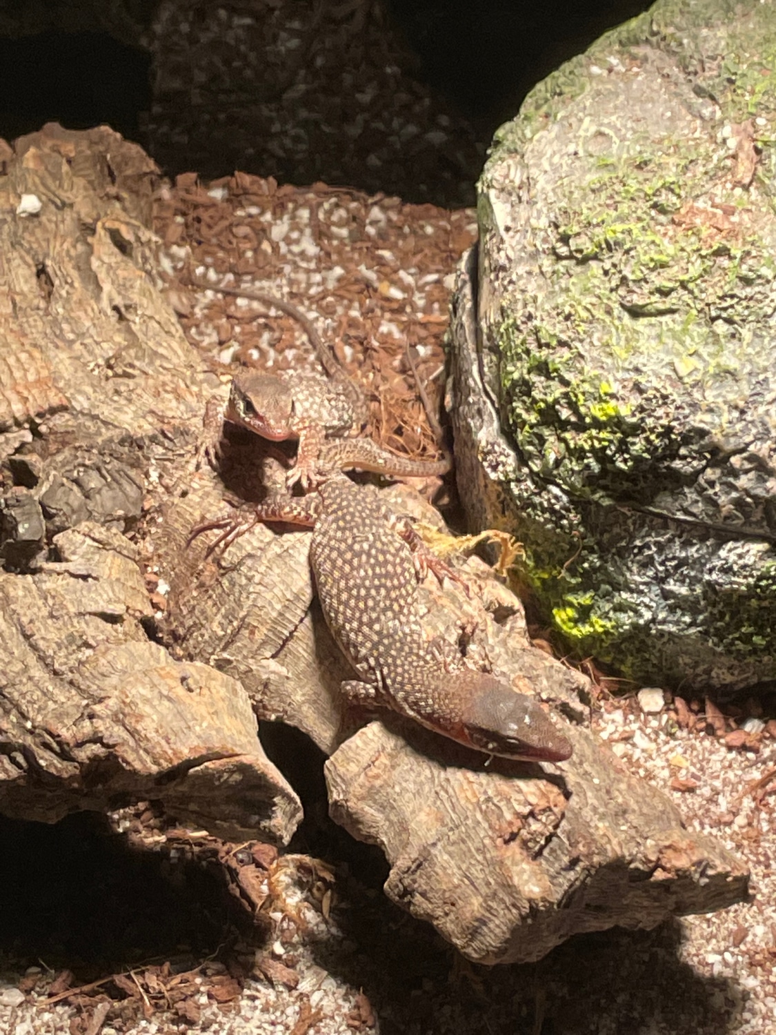 Storr’s Monitor Other Monitor by Pythonbros - MorphMarket