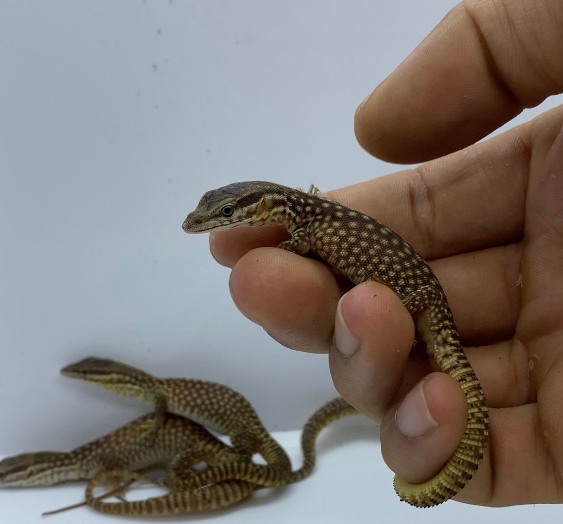 FREE SHIPPING Red Ackies Spiny-Tailed Monitor by Pythonbros - MorphMarket