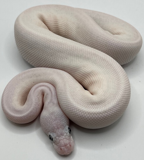 BEL (Mojave X Lesser) Poss GHI Ball Python by Python Central