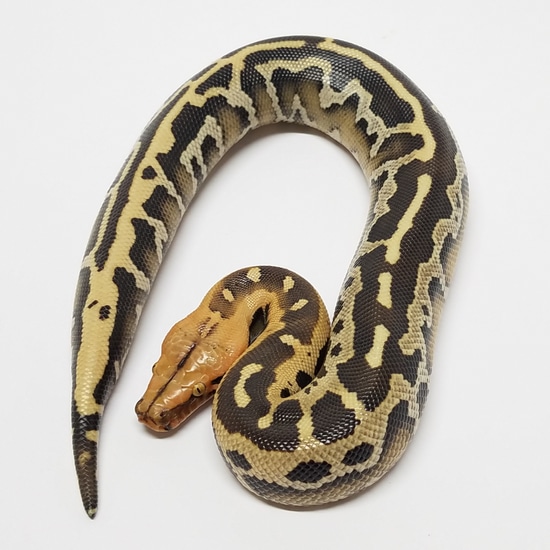 Borneo Short Tail Python Borneo Short-Tailed Python by C. E. Reptiles