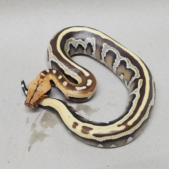 Borneo Short Tail Python Borneo Short-Tailed Python by C. E. Reptiles