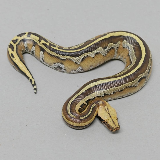 Borneo Short Tail Python Borneo Short-Tailed Python by C. E. Reptiles