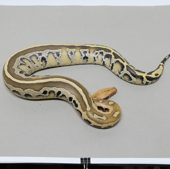 Borneo Short Tail Python Borneo Short-Tailed Python by C. E. Reptiles