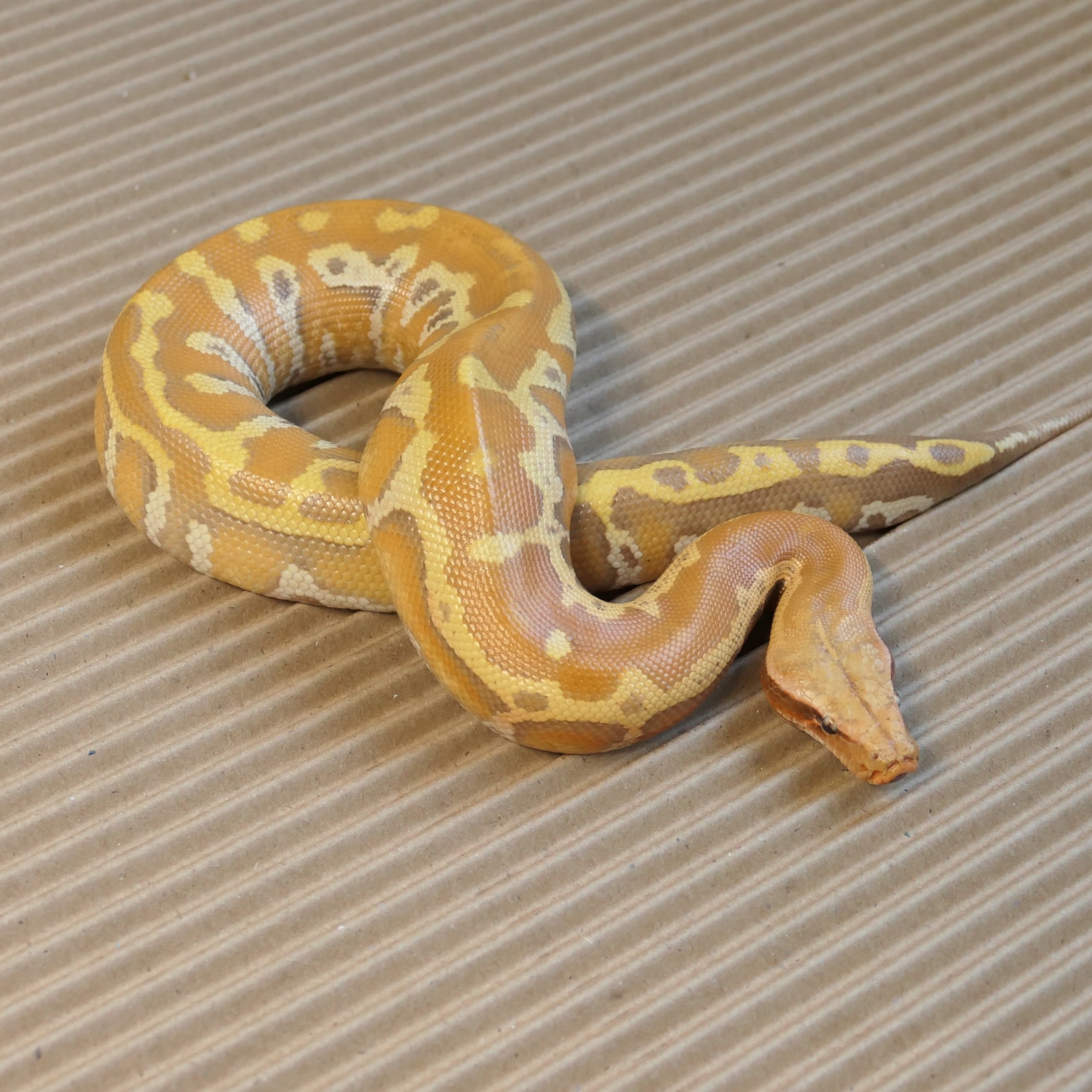 T+ Albino Blood Python by C. E. Reptiles - MorphMarket