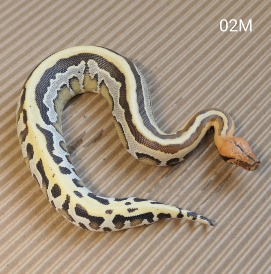 Borneo Short Tail Python Borneo Short-Tailed Python by C. E. Reptiles