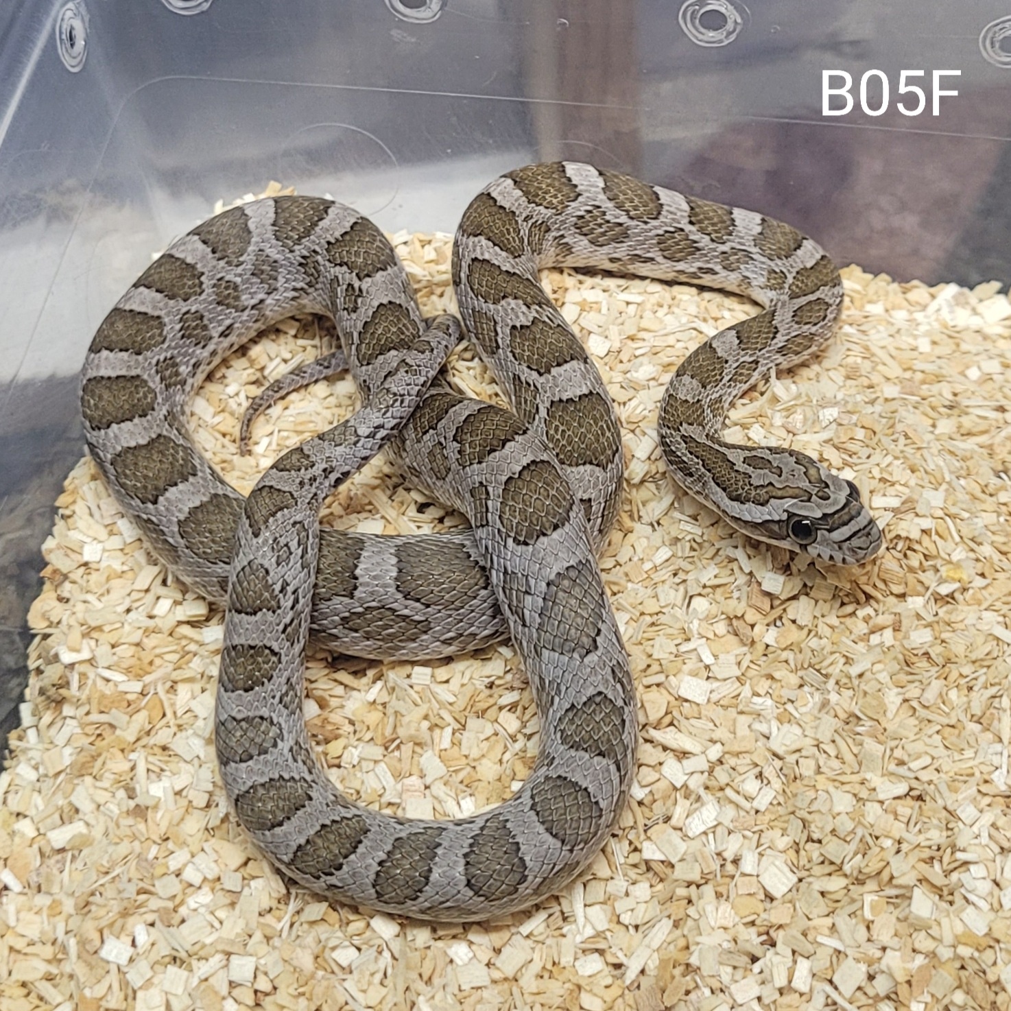 Brewster County Locality Emory Ratsnake Other Rat Snake by C. E ...