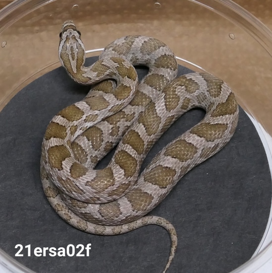 F1 Locality Emory Ratsnake Western Rat Snake by C. E. Reptiles