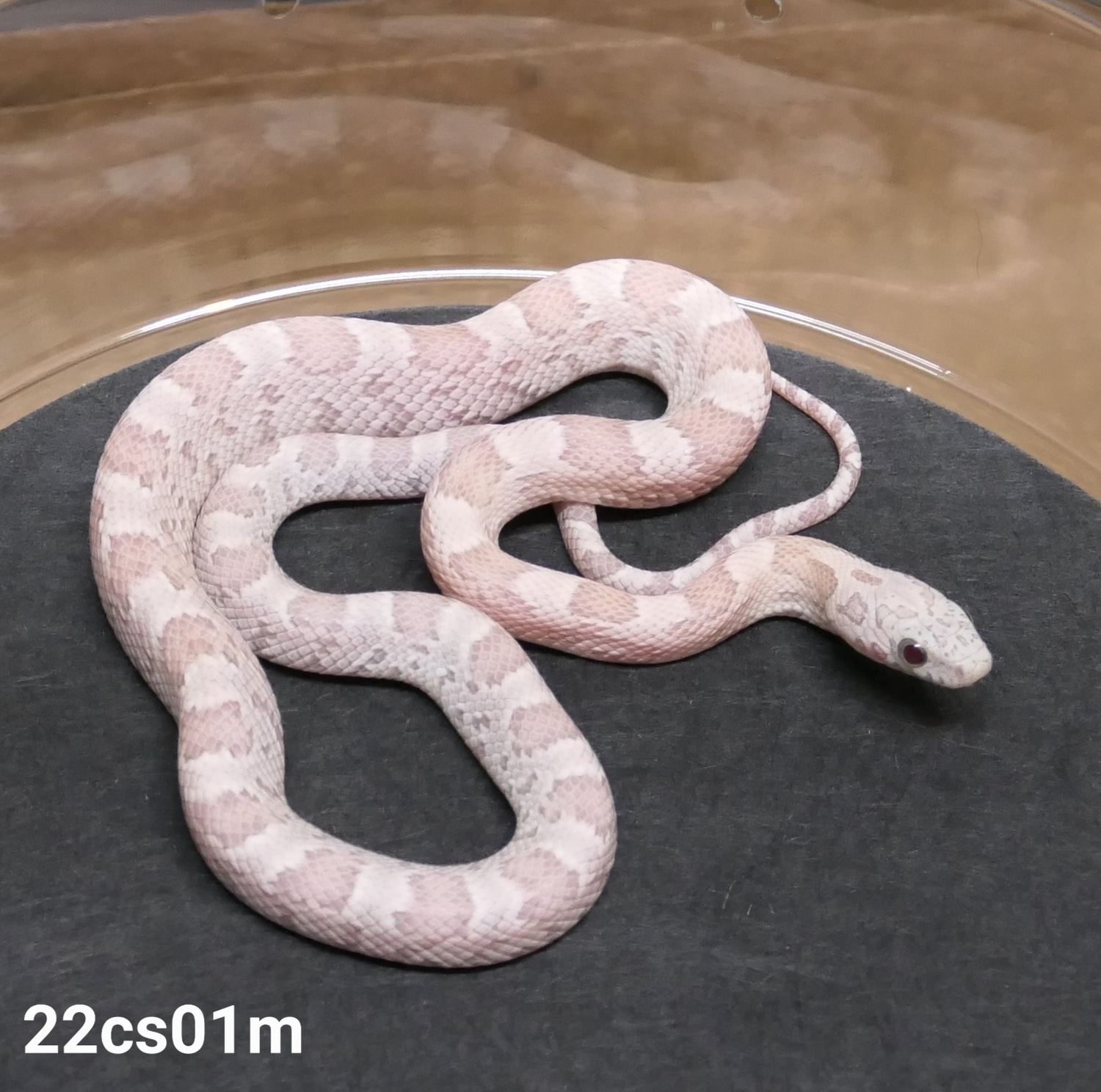 Ghost Sunkissed Corn Snake by C. E. Reptiles - MorphMarket