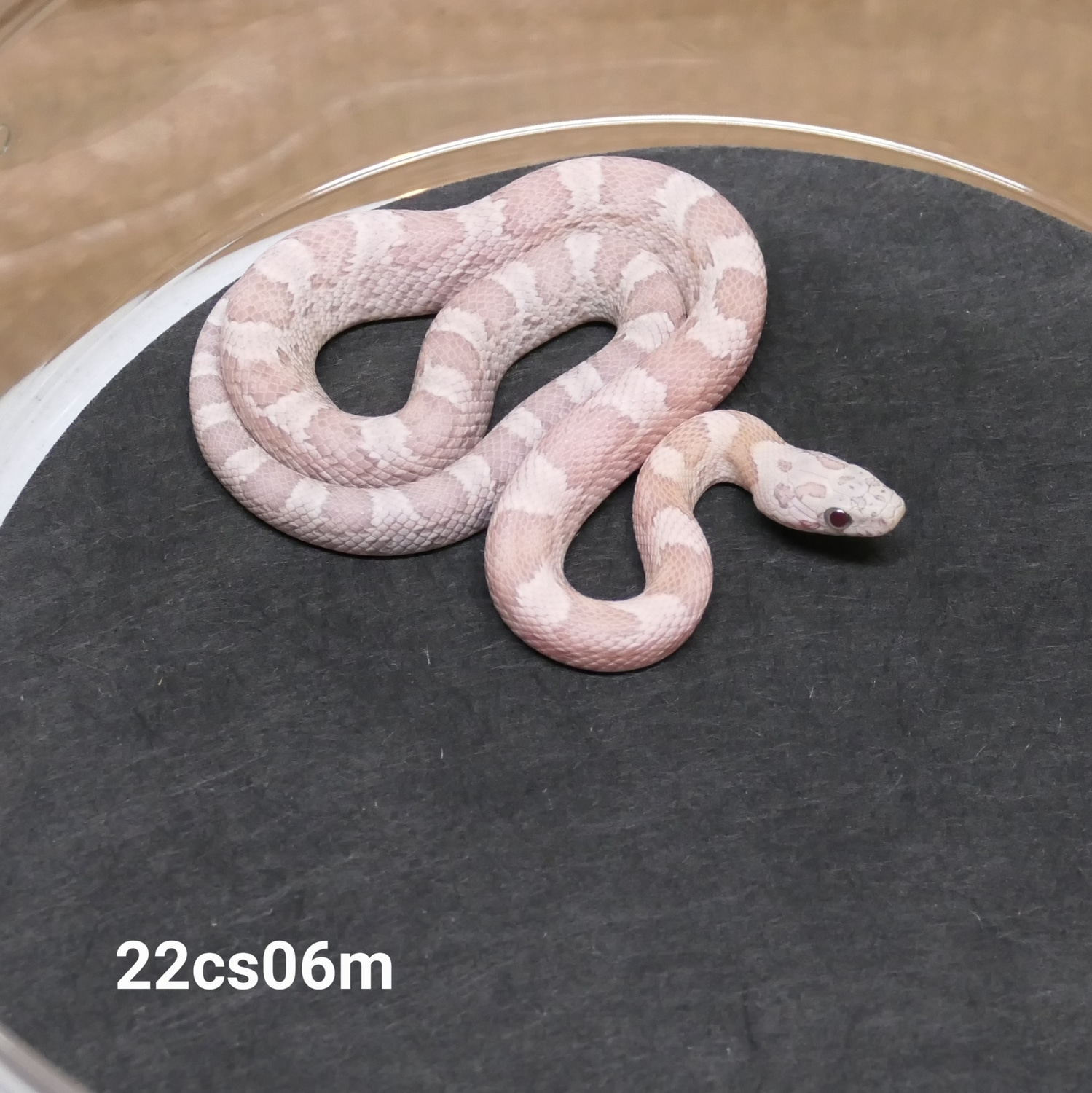 Ghost Sunkissed Corn Snake by C. E. Reptiles - MorphMarket