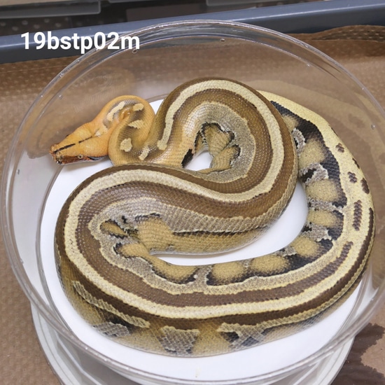 VPI Stripe Borneo Short Tail Python Borneo Short-Tailed Python by C. E ...
