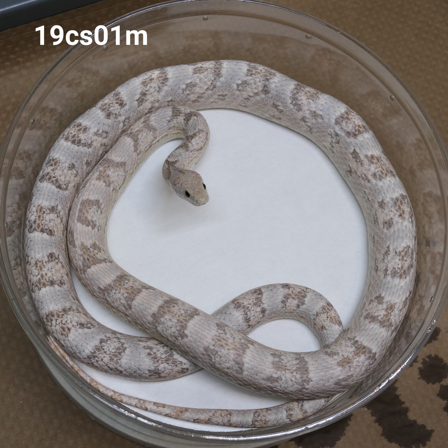 Ghost Sunkissed Corn Snake by C. E. Reptiles - MorphMarket