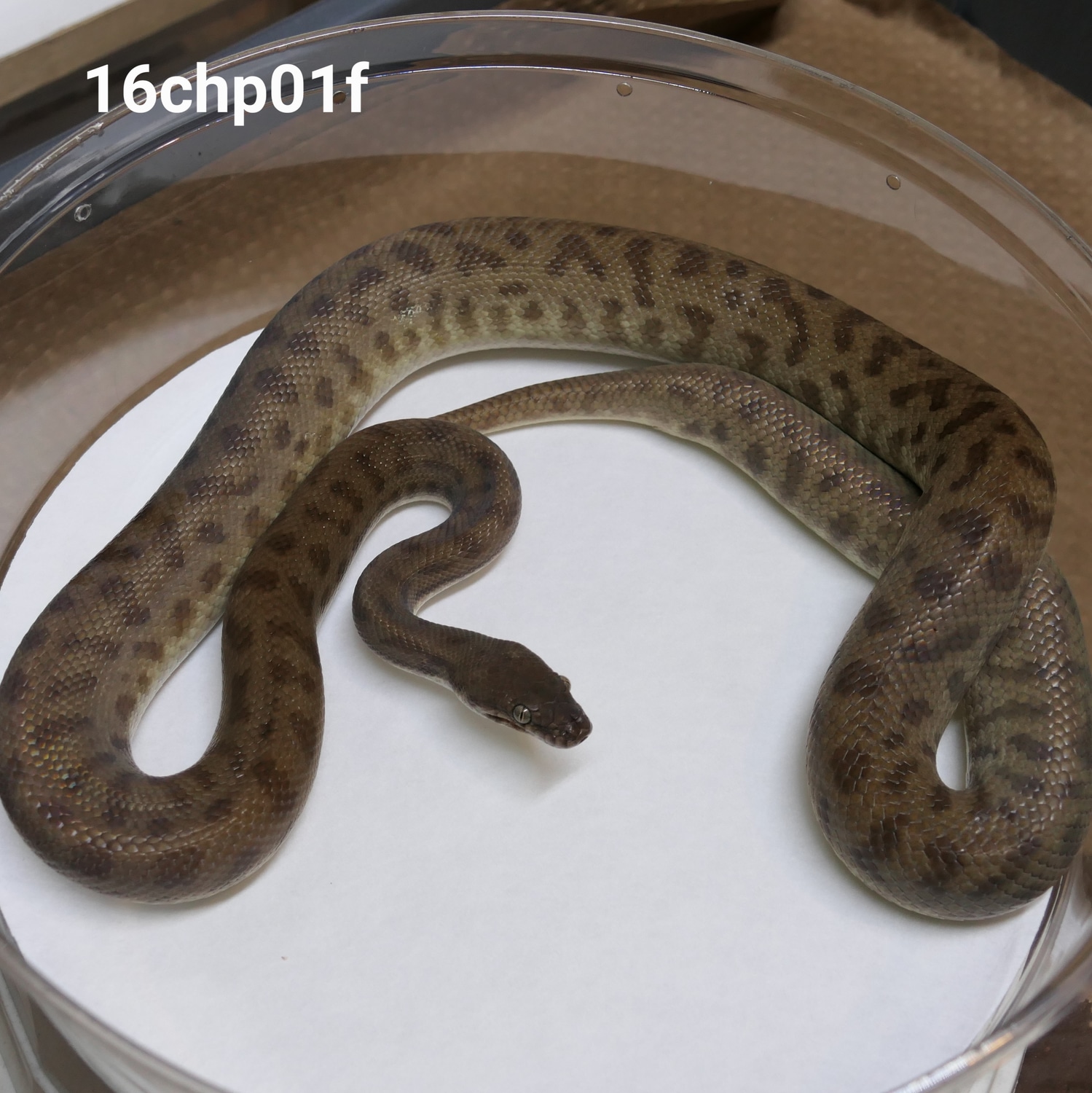 Children's Python by C. E. Reptiles - MorphMarket