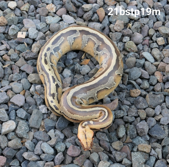 Borneo Short Tail Python Borneo Short-Tailed Python by C. E. Reptiles