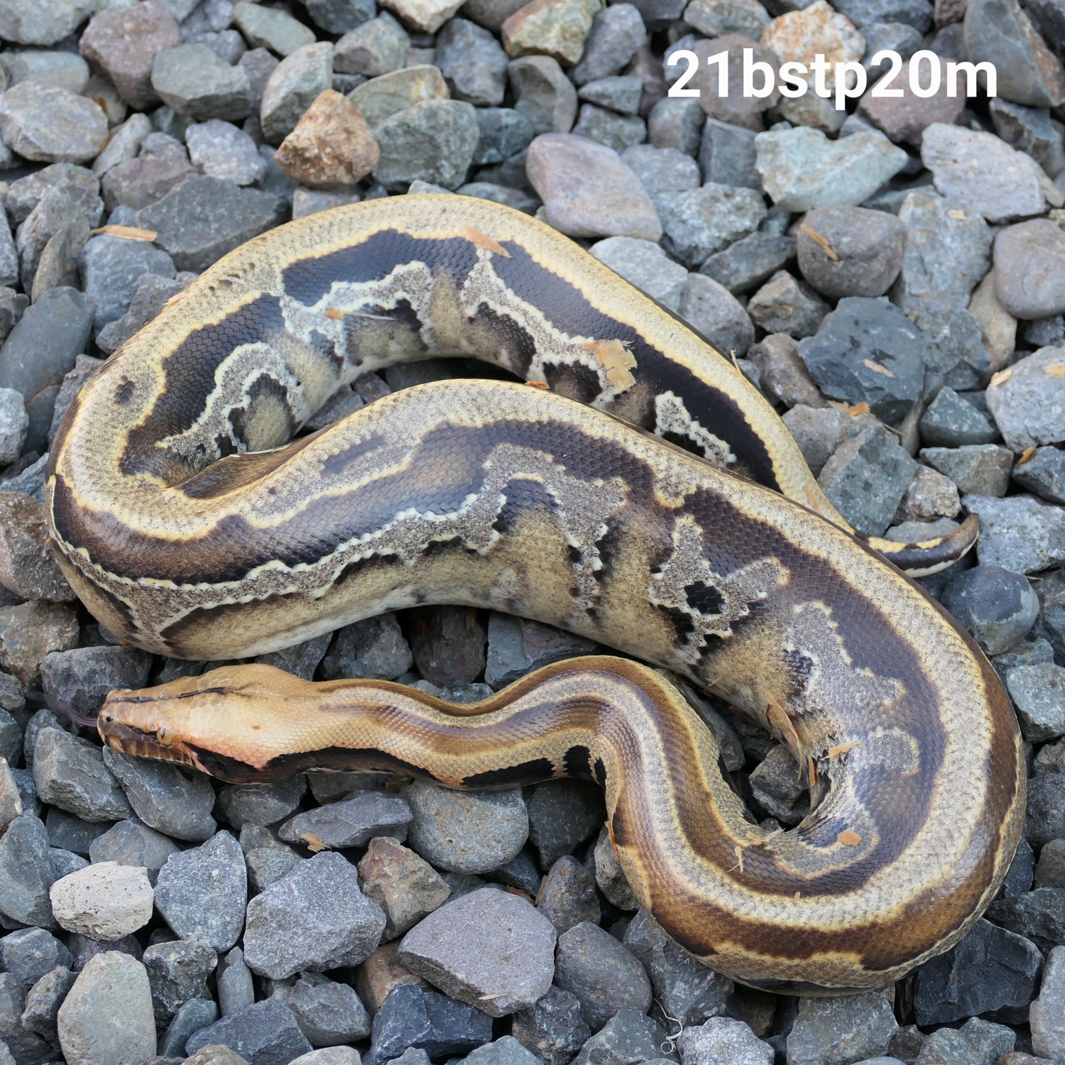 Borneo Short-tailed Python by C. E. Reptiles - MorphMarket